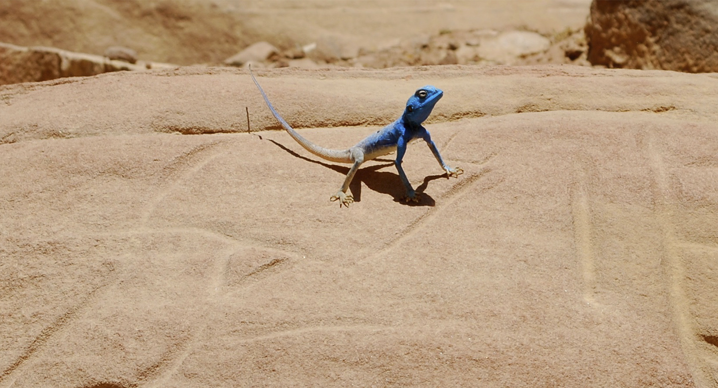 Unmissable eco-adventures in Kalba